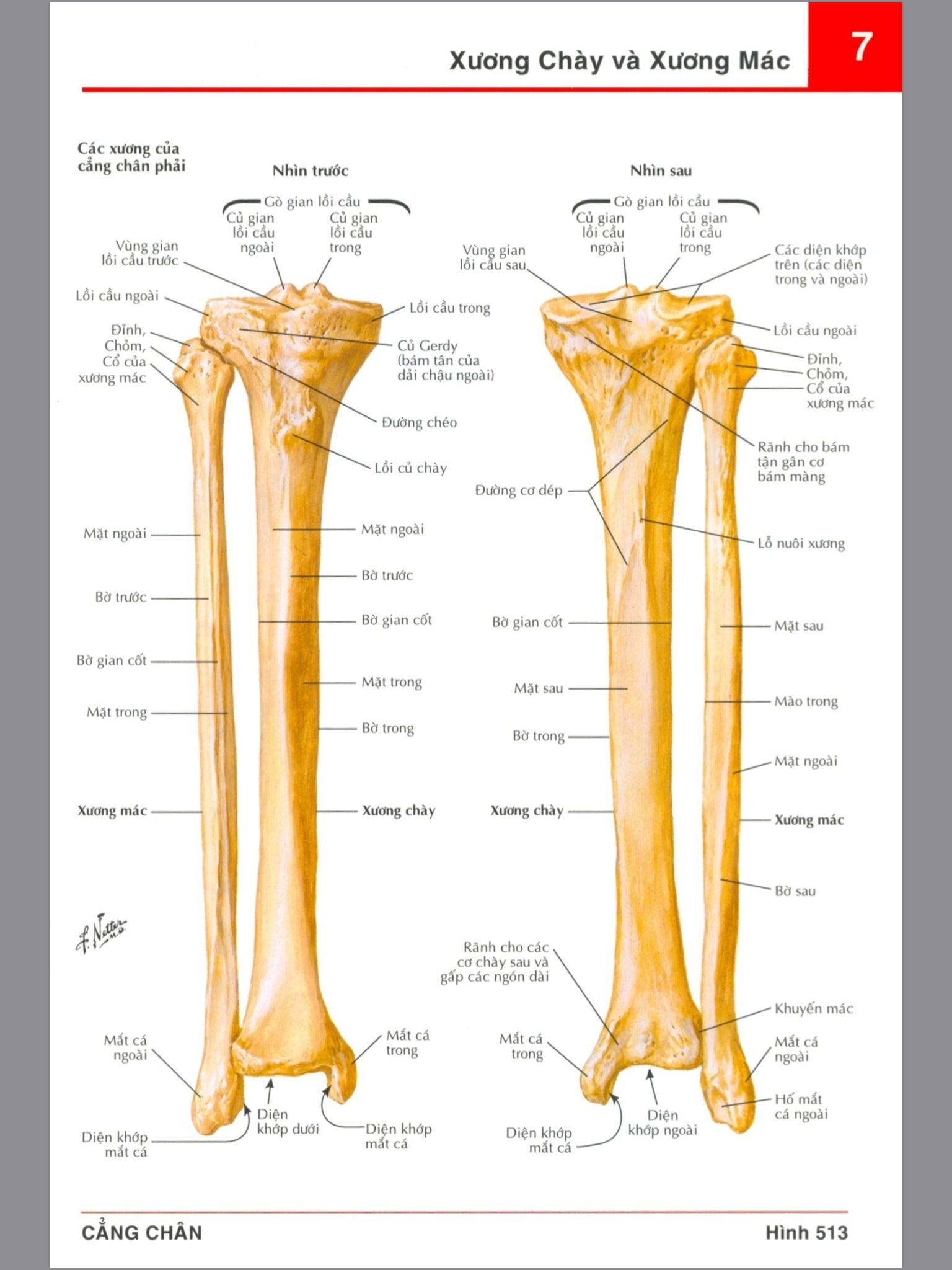 [PDF] Atlas giải phẫu người – Frank H.Netter MD – Điện quang và Y học ...